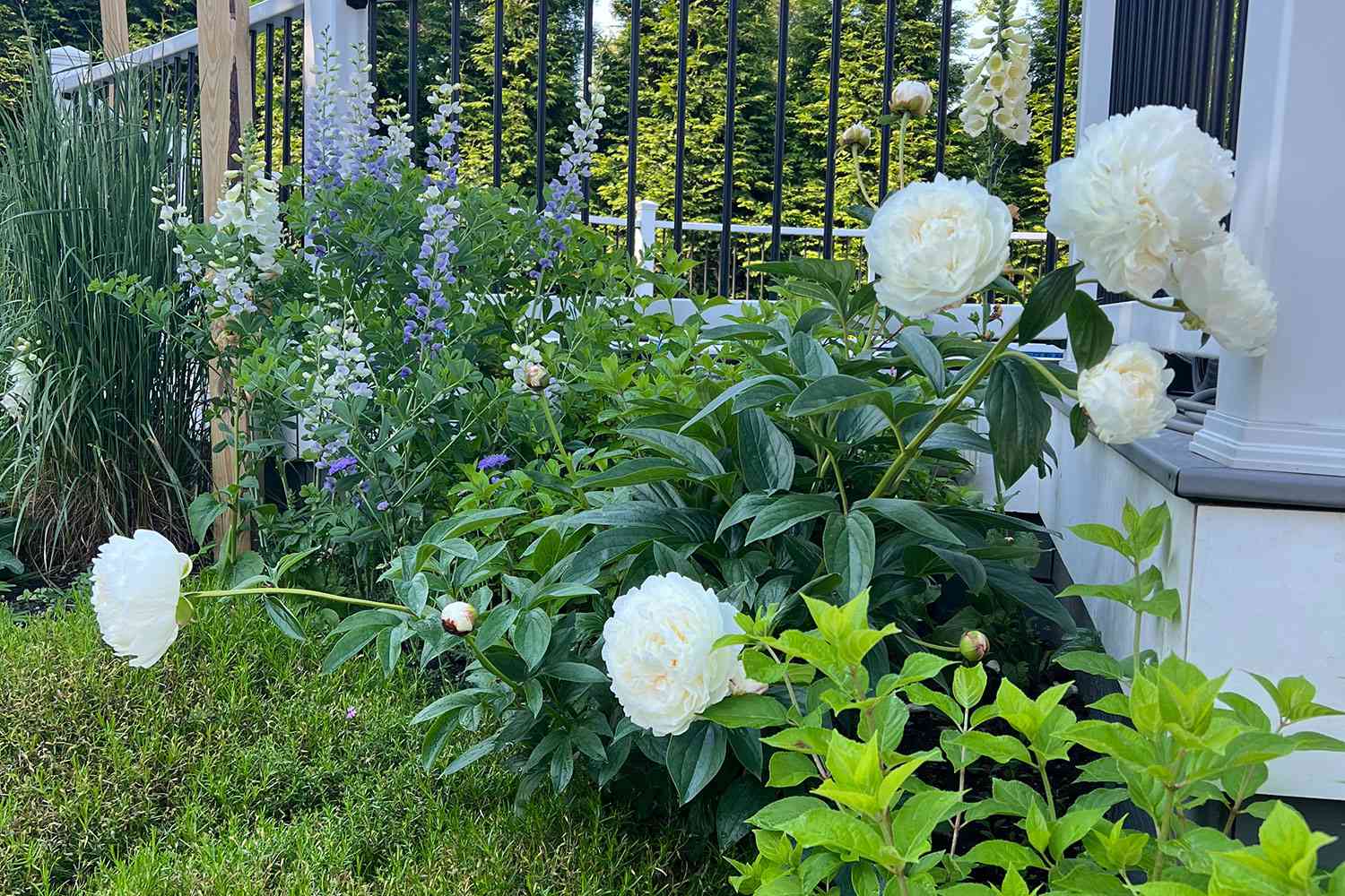 This $30 gardening hack stops my peonies from toppling over every time ...