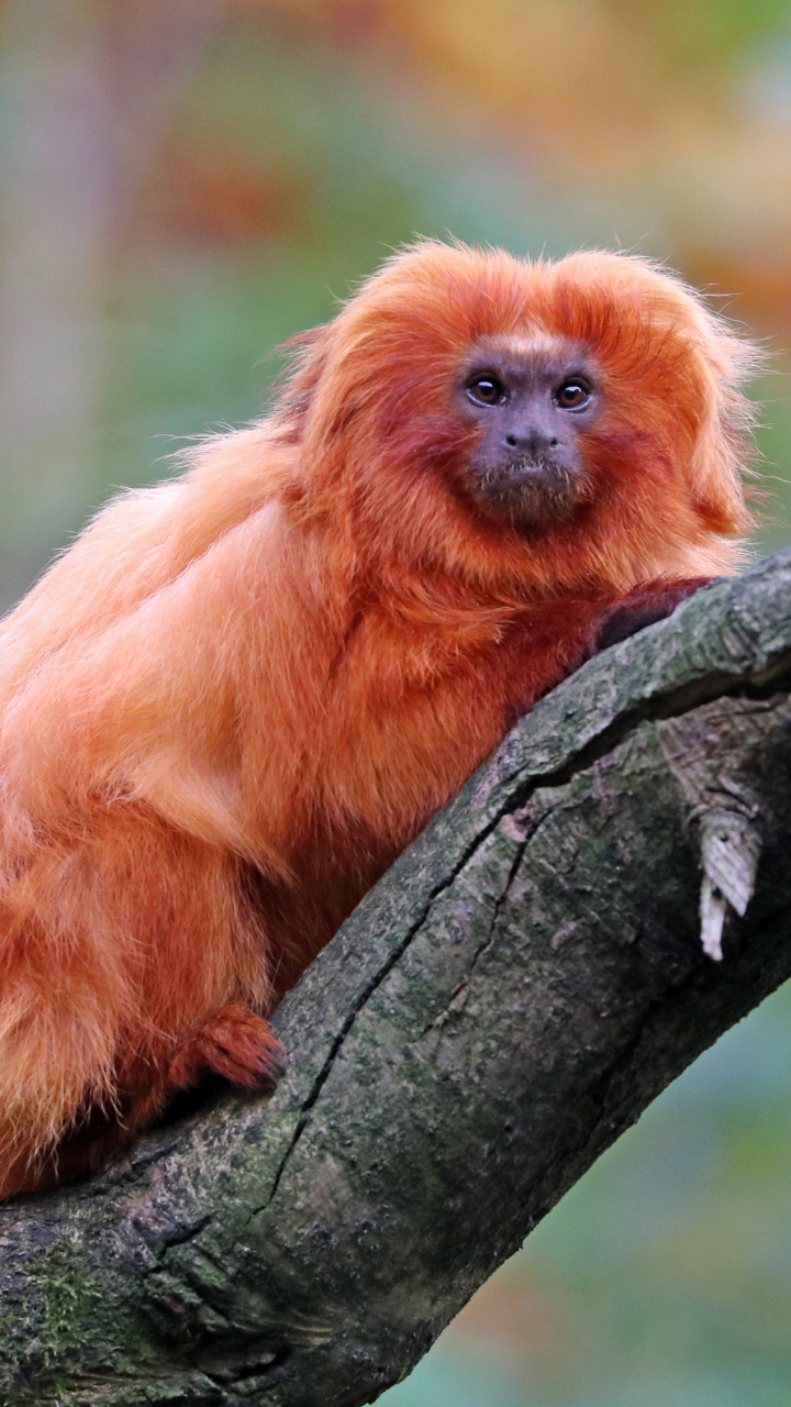 10 most distinct and unique animals in the Amazon jungles