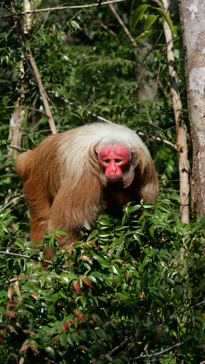 10 most distinct and unique animals in the Amazon jungles