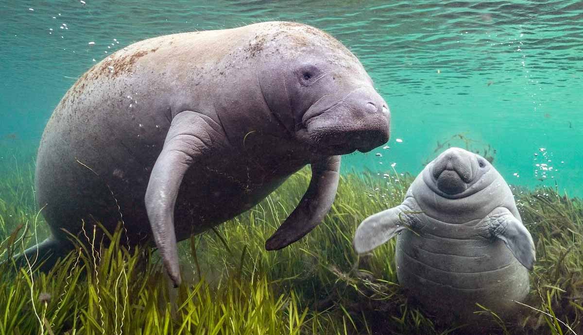 11 Interesting Facts About the Manatee