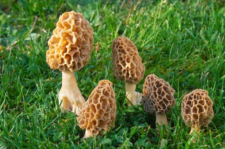 Morel mushroom hot spot near Lansing. See 2026 'Mi-Morels map'