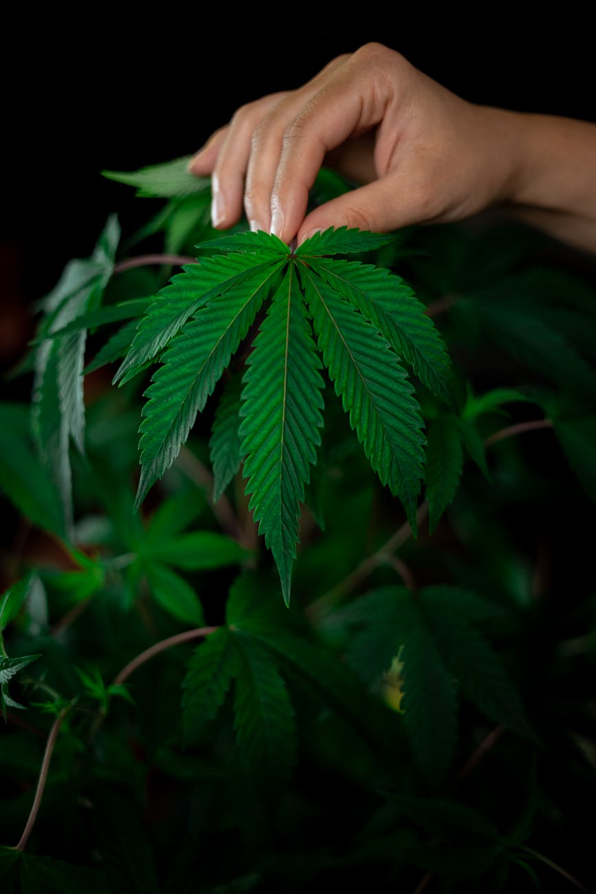 What New Research Really Reveals About Marijuana, Heart Health, and Why ...