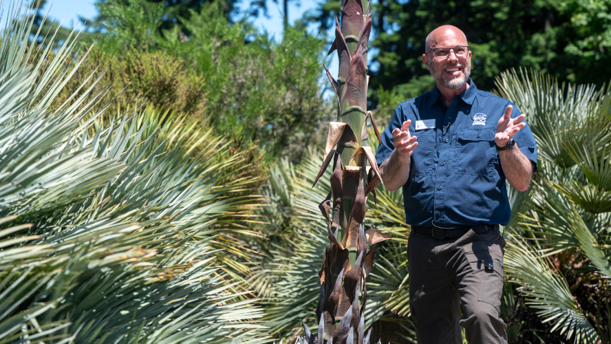 Artichoke Agave prepares to bloom at Tacoma's Point Defiance Zoo