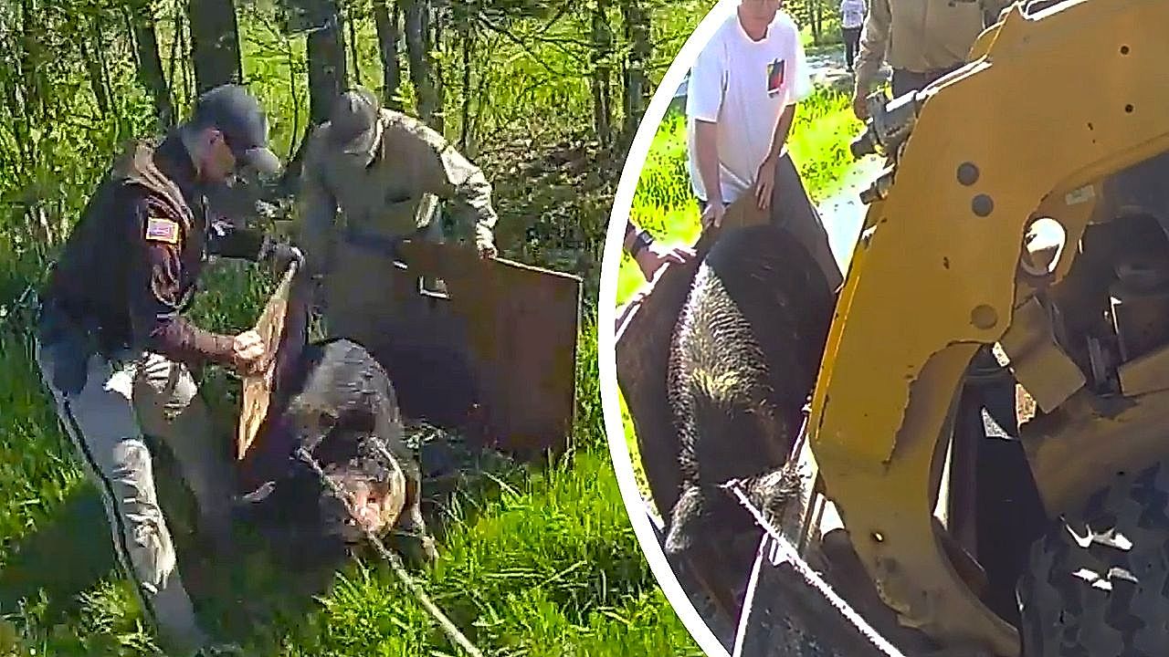 Heavy equipment: Police officers capture pig with bulldozer