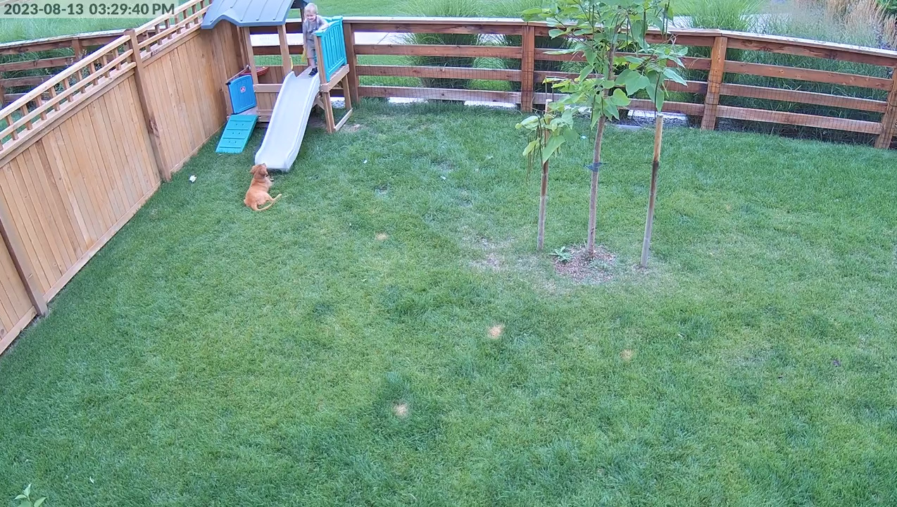 Toddler laughs with joy as golden retriever puppy slides down slide