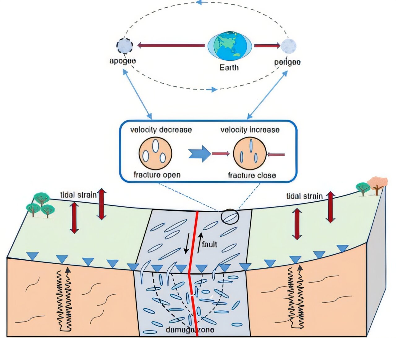 Research team reveals how tidal forces affect seismic wave speed within fault zone