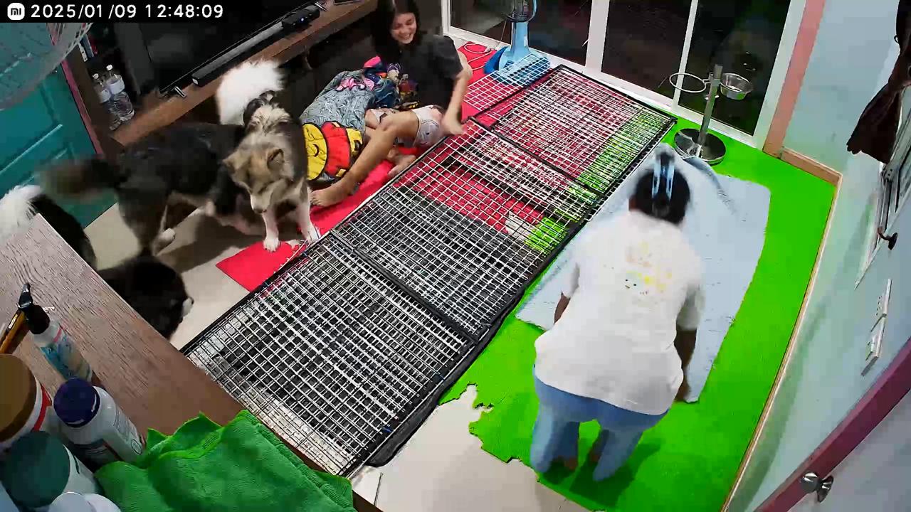 Excited pet Husky pushes cage onto owner