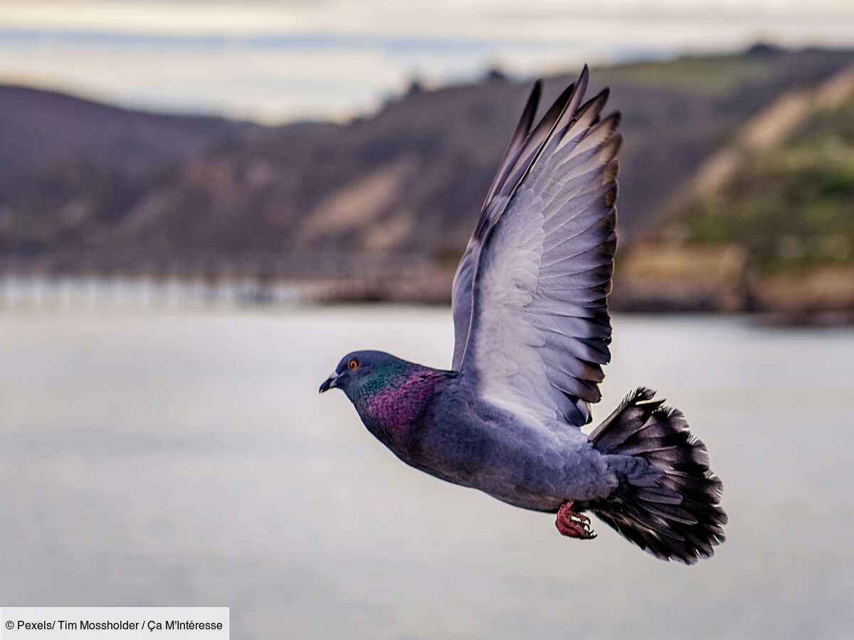 Comment les pigeons voyageurs connaissent-ils leur destination