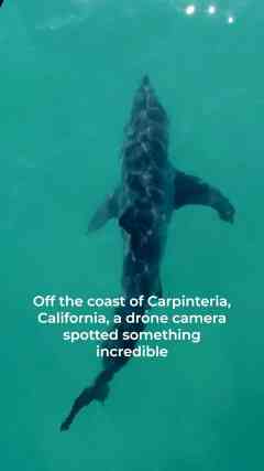 Newborn great white shark caught on camera for the first time