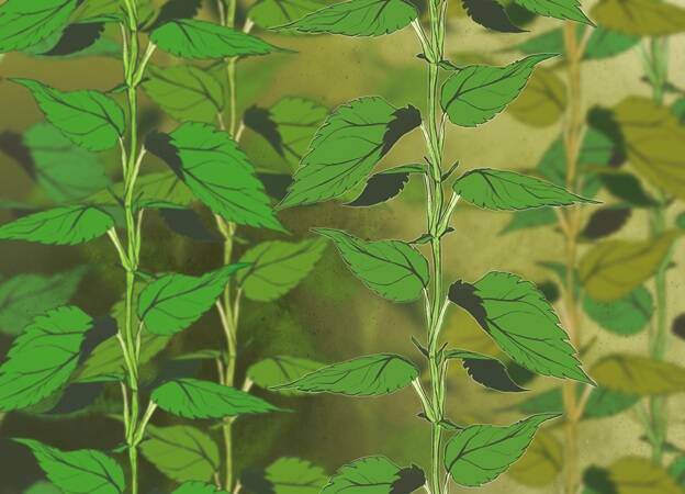 Nettles are more than their sting!