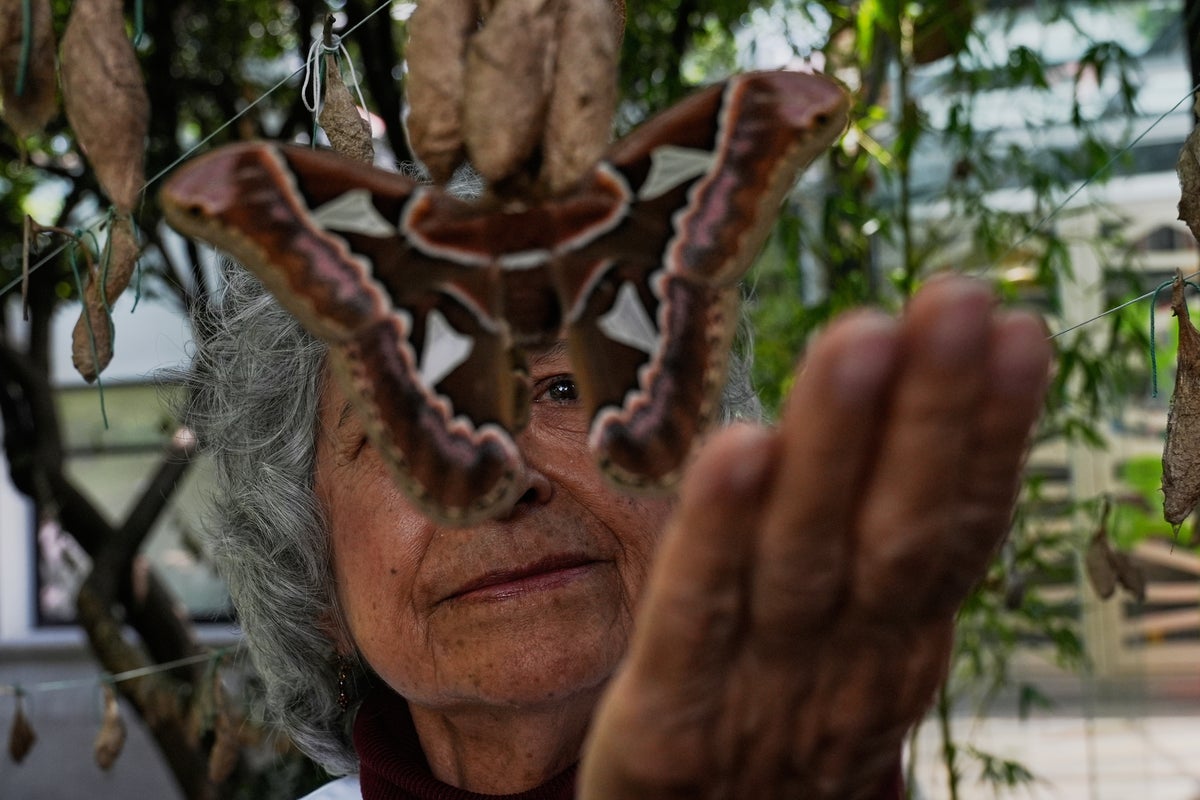 Moths the size of human hands successfully mate inside Mexico museum
