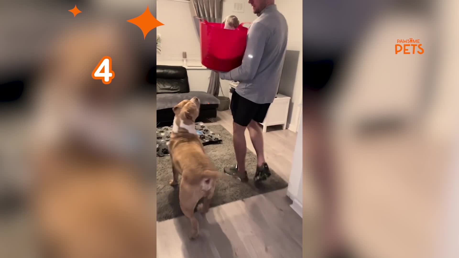 These 6 Pets Had the Sweetest Reactions to a New Arrival