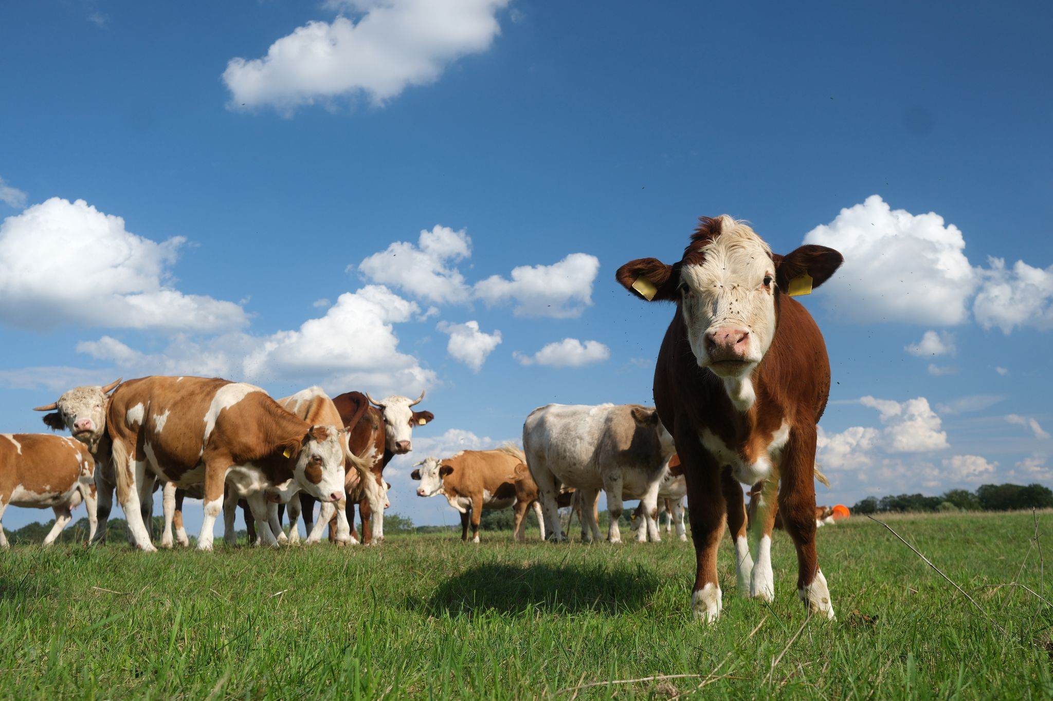 Sächsische Milchkühe geben besonders viel Milch
