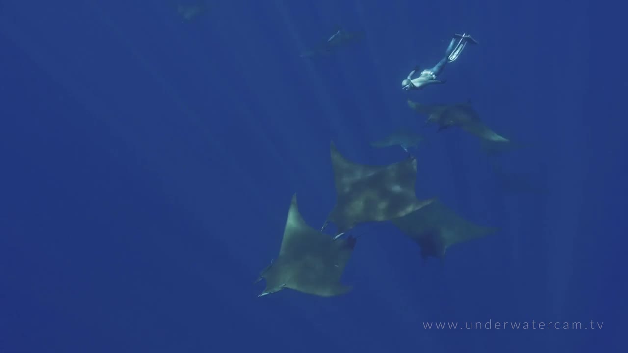 Stock Footage, A Relaxing Collection of Devil Rays - Giant Manta Rays ...