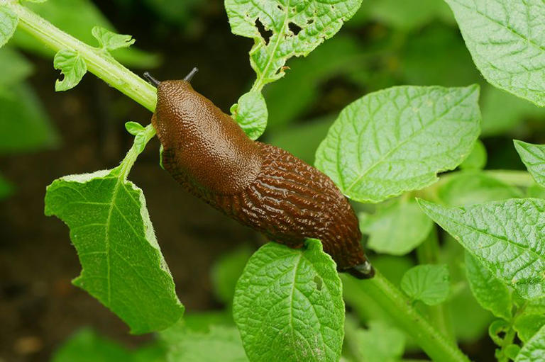 Natural and cheap methods that can keep slugs away from your garden ...