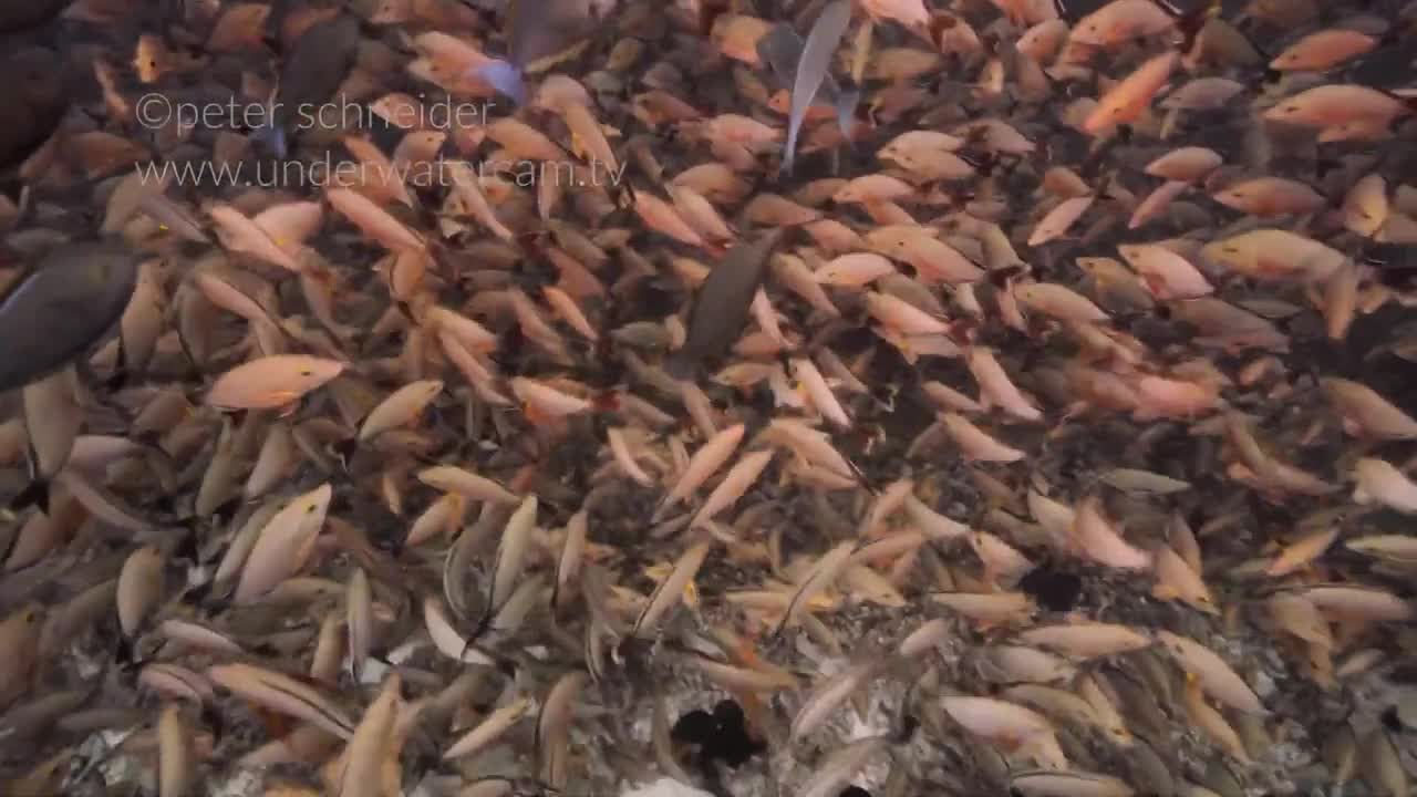 Have You Seen The Fish? The Amazing Fish Population ... a living fish soup