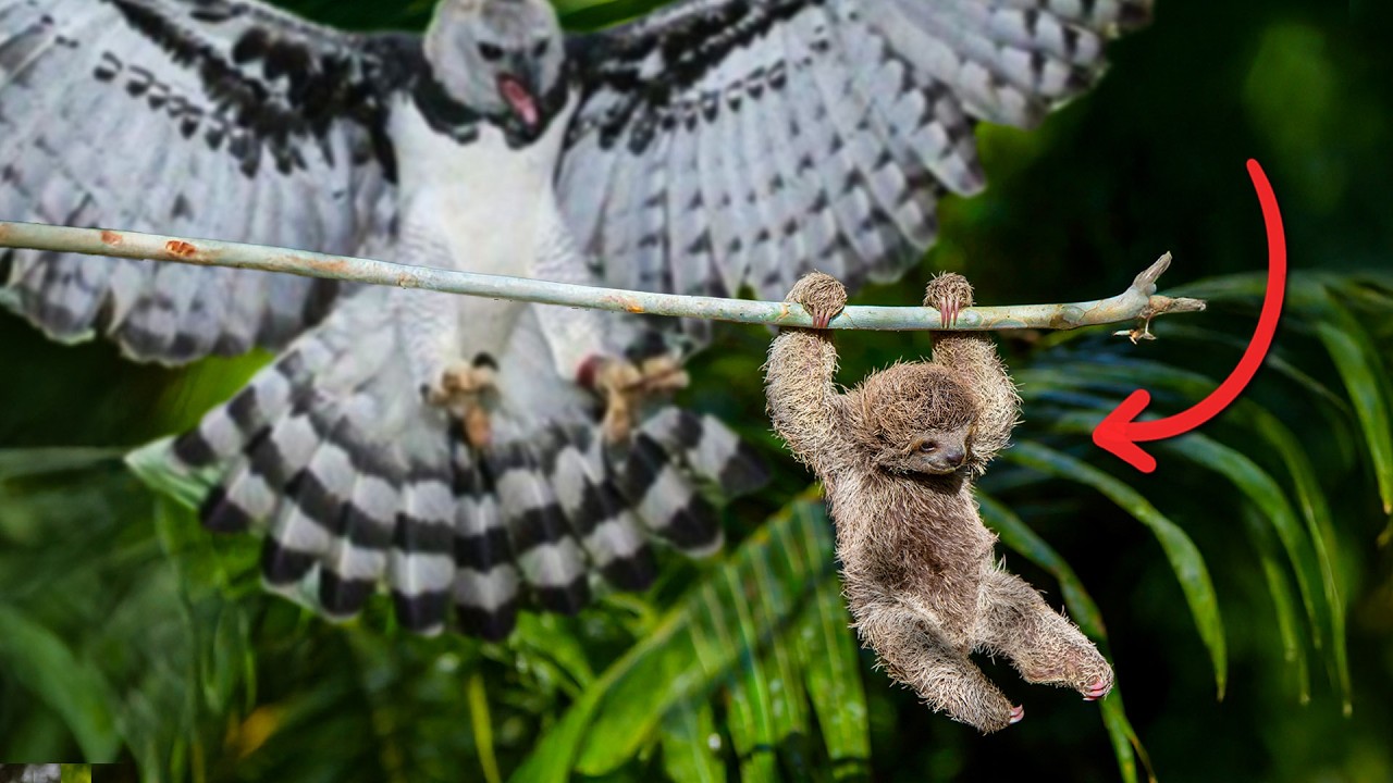 Meet the Most Laid-Back Animal in the Jungle