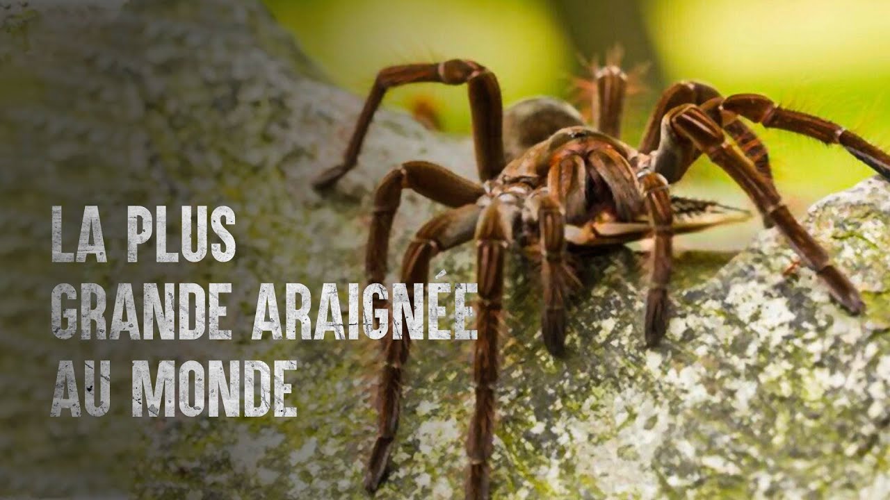 Voici la Plus Grande Araignée du Monde