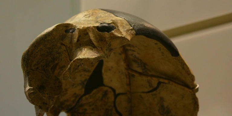 Farmers Dug Up a 300,000-Year-Old Skull. It’s Unlike Any Human Ancestor ...