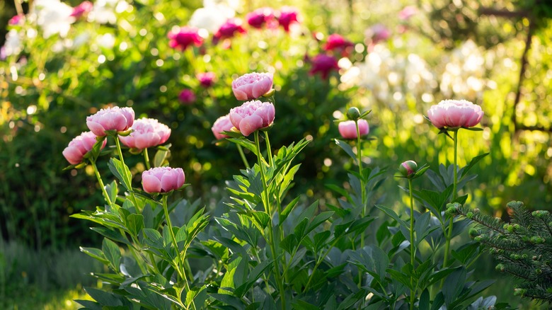 10 Flowering Trees To Plant Peonies Under For A Gorgeous Garden Look ...