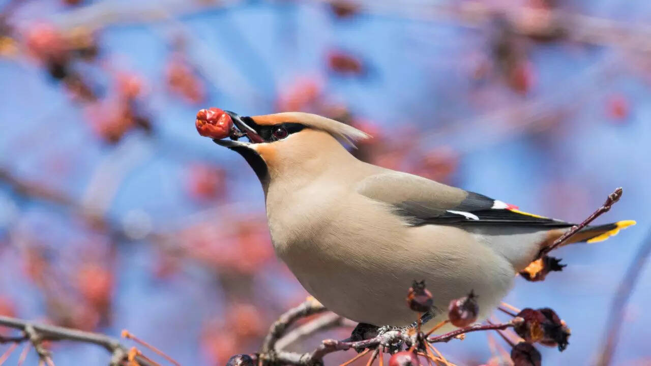 8 birds that change their colour with the seasons