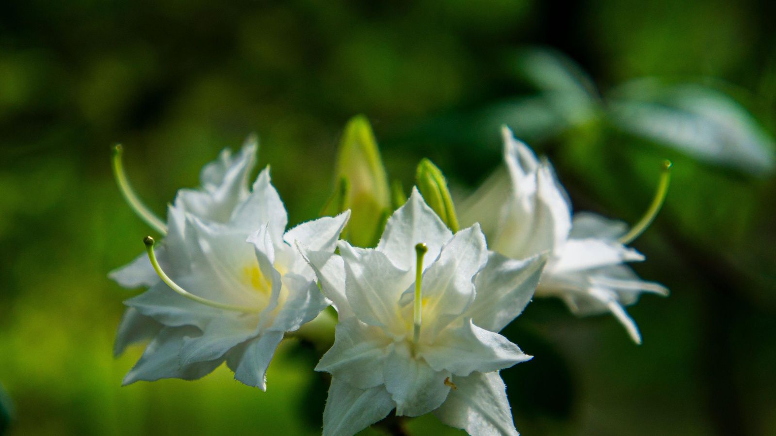 How to grow swamp azalea – for an easy-going flowering shrub that ...