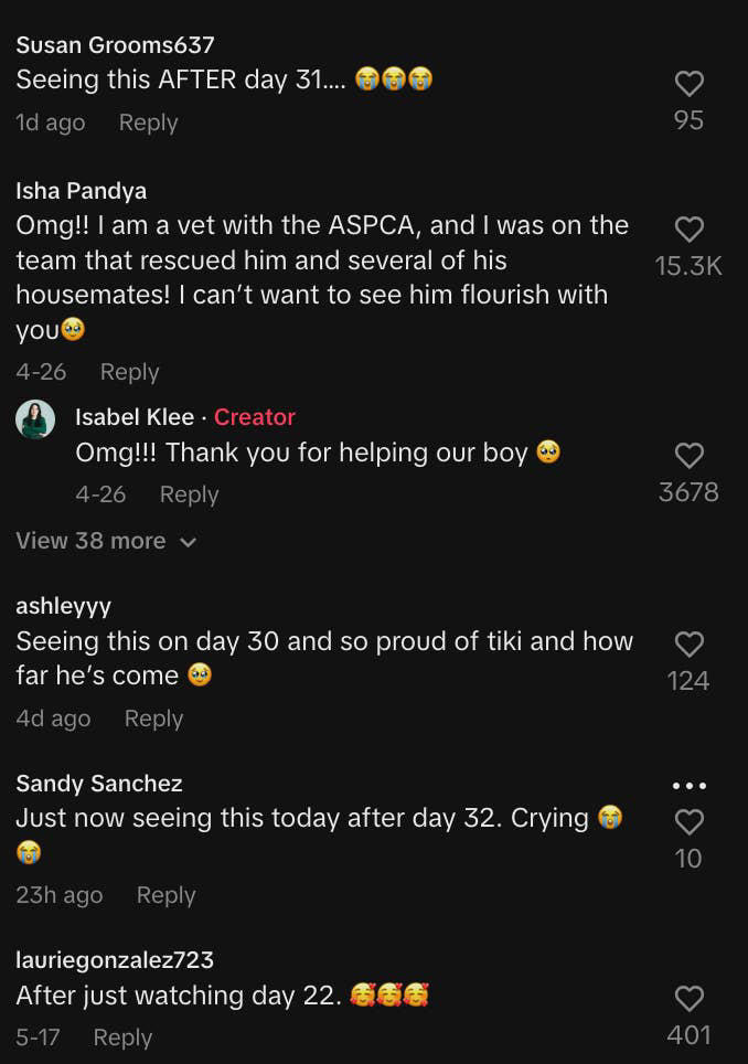 This Rescue Dog's Incredible Transformation Proves Why Shelter Pets ...