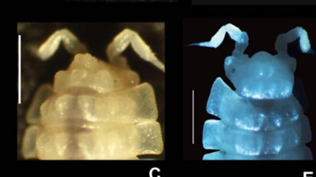 New big-eyed creature found lurking in ancient Roman Mine