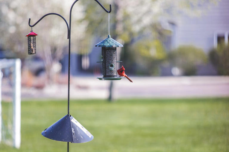 Bird Feeder Tips From a Wildlife Expert: How to Set Up and Care for ...