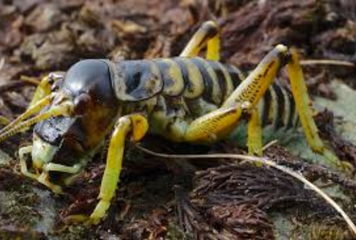 20 animals that turned Earth's worst conditions into their habitat