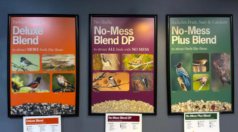 A Wildlife Expert Reveals the Best Placement for Your Bird Feeder