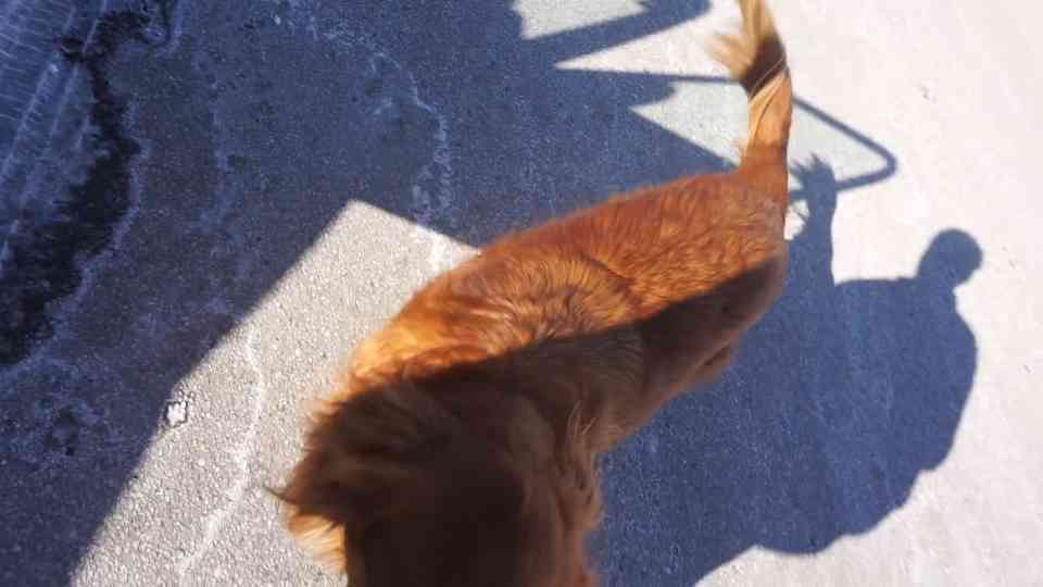 Milo ran away...