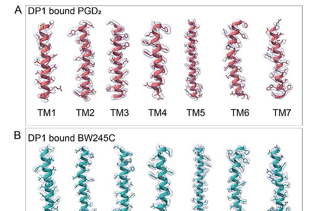 Researchers reveal structural basis of prostaglandin D2 receptor DP1 ...