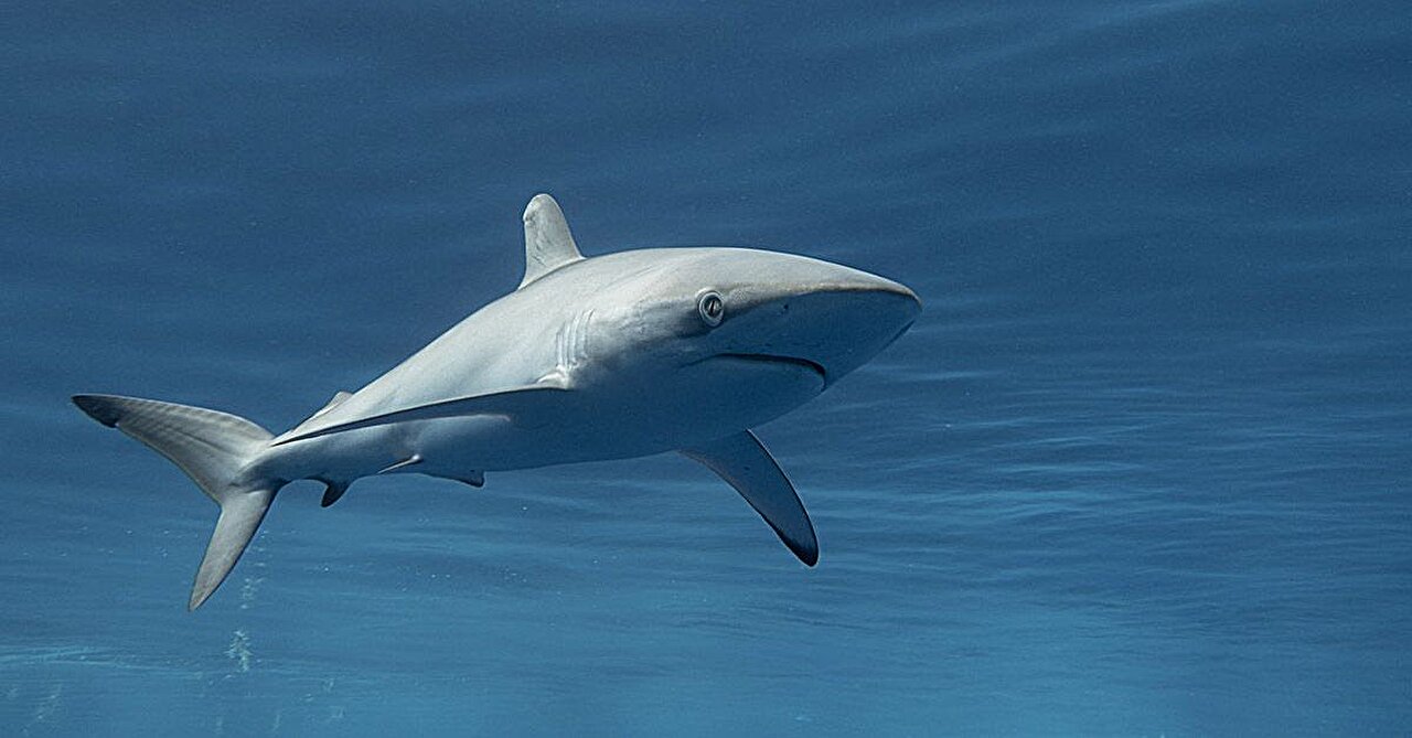 Silky shark population study offers clues for conservation