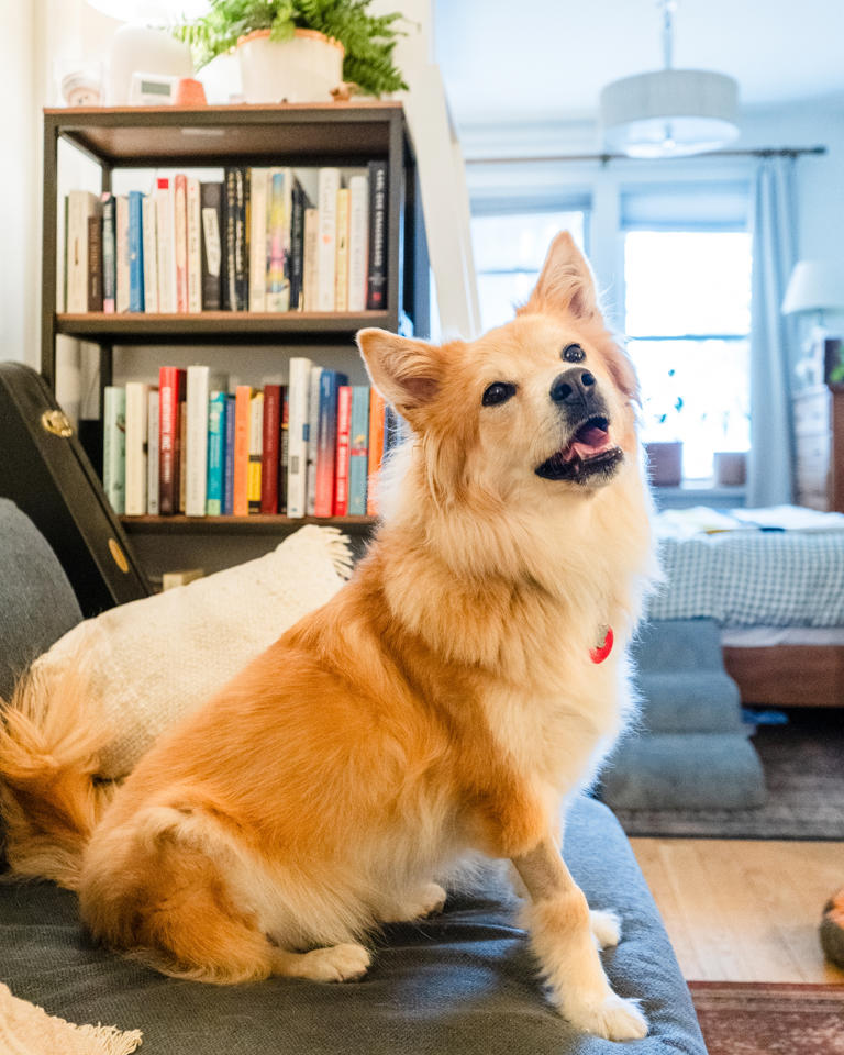 This Rescue Dog's Incredible Transformation Proves Why Shelter Pets ...