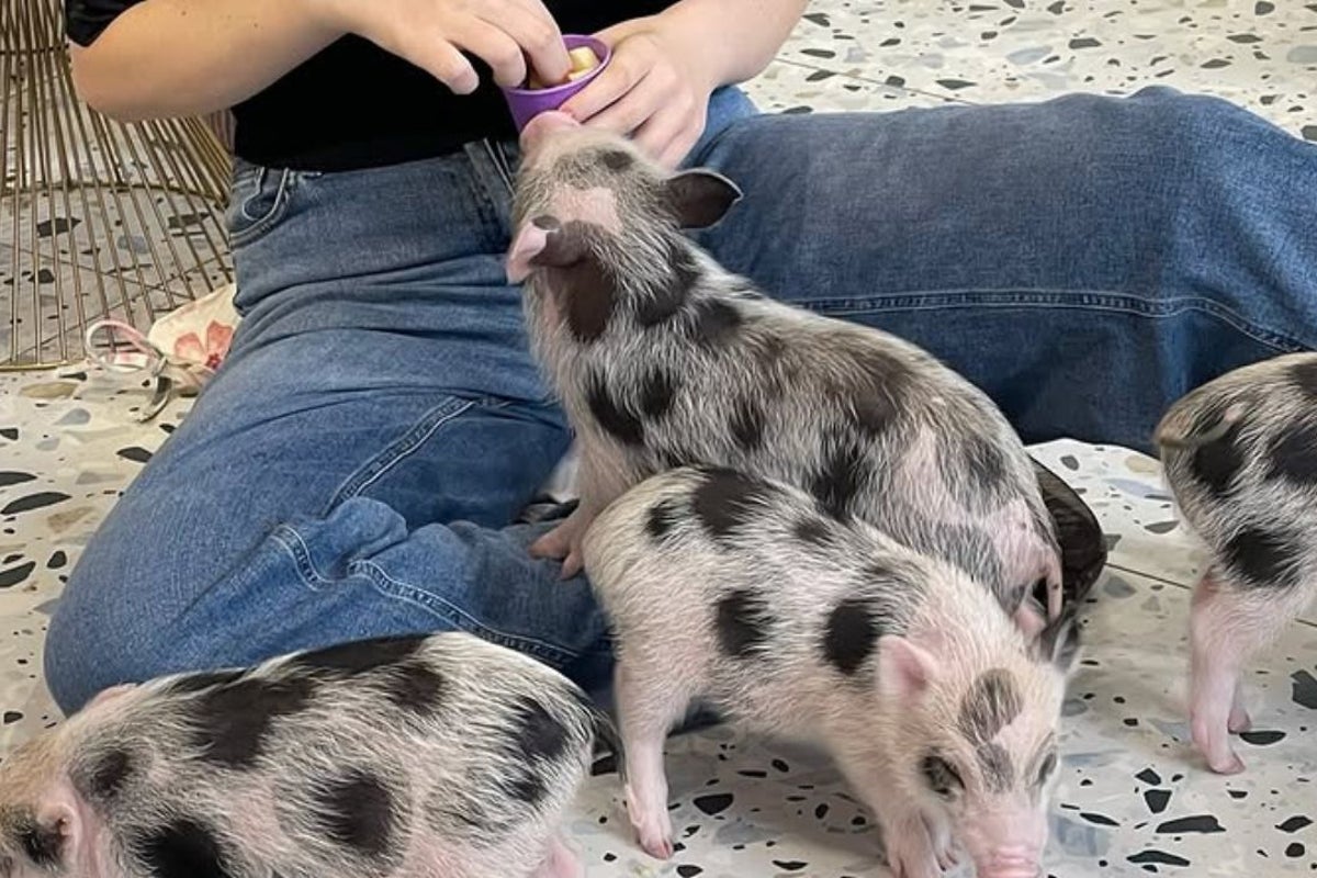 Kyiv piglet cafe provides rare moment of calm for residents under ...