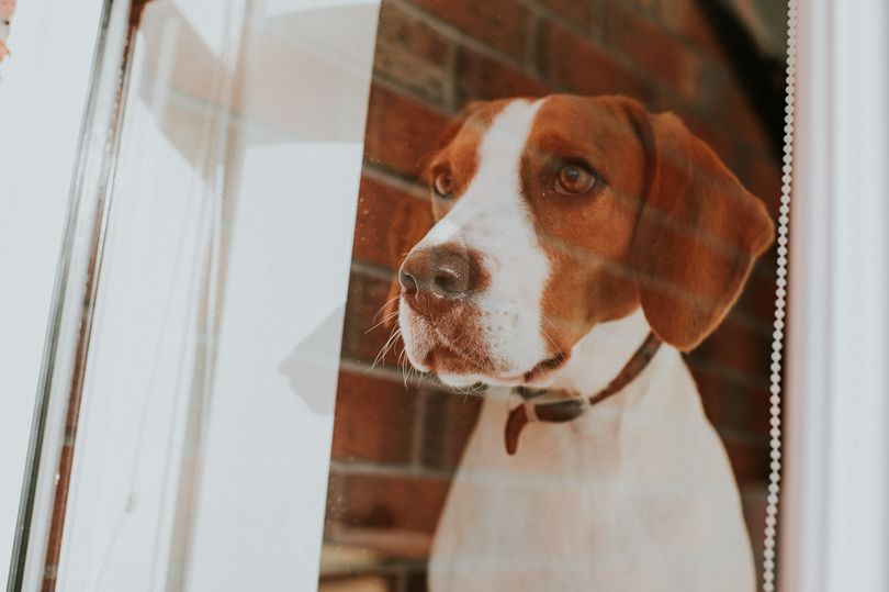 Animal expert explains sweet reason your dog keeps staring at you