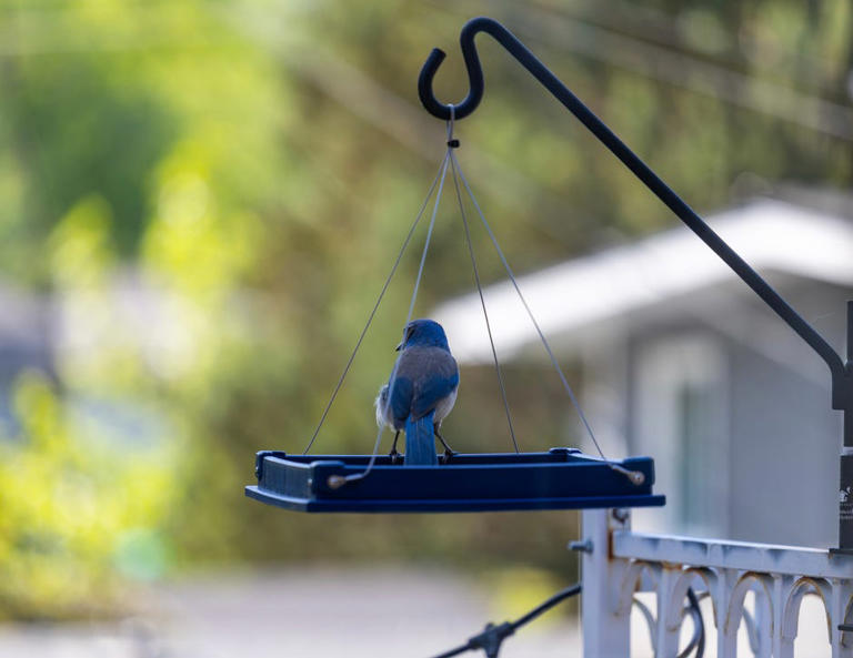 A Wildlife Expert Helped Me Find the Best Spot for My Bird Feeder. Here ...