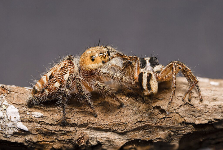 20 animals that turned Earth's worst conditions into their habitat
