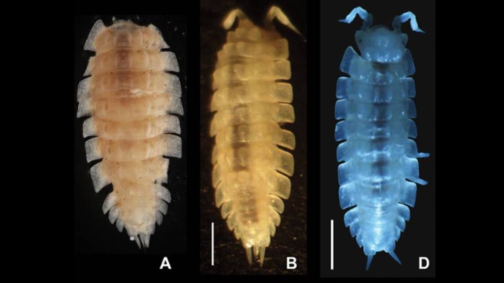 New big-eyed creature found lurking in ancient Roman Mine