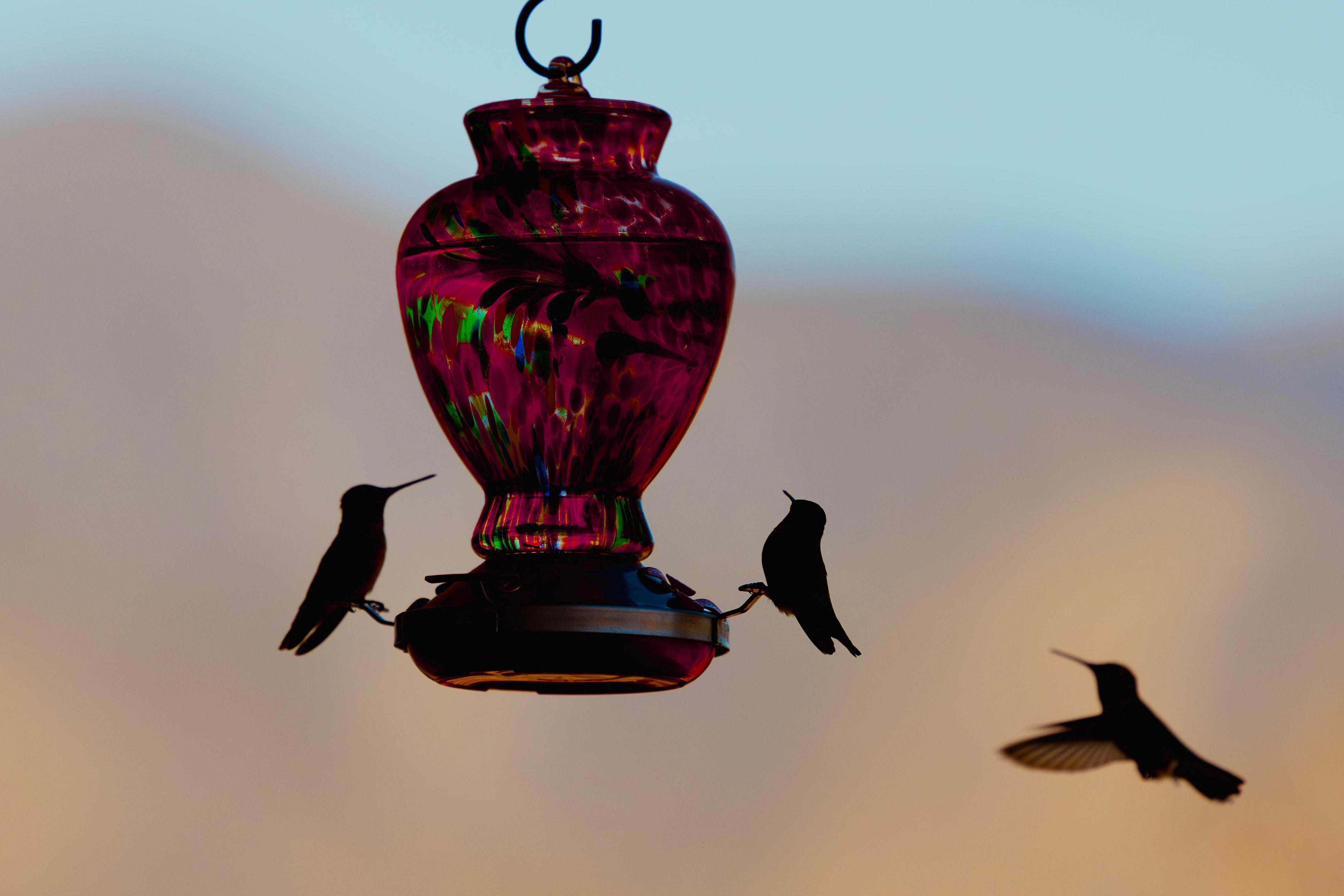 A Wildlife Expert Helped Me Find the Best Spot for My Bird Feeder. Here ...