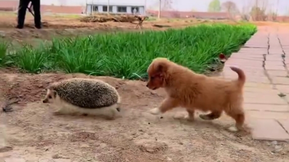 Quando il piccolo cagnolino incontra il piccolo porcospino: il video è ...