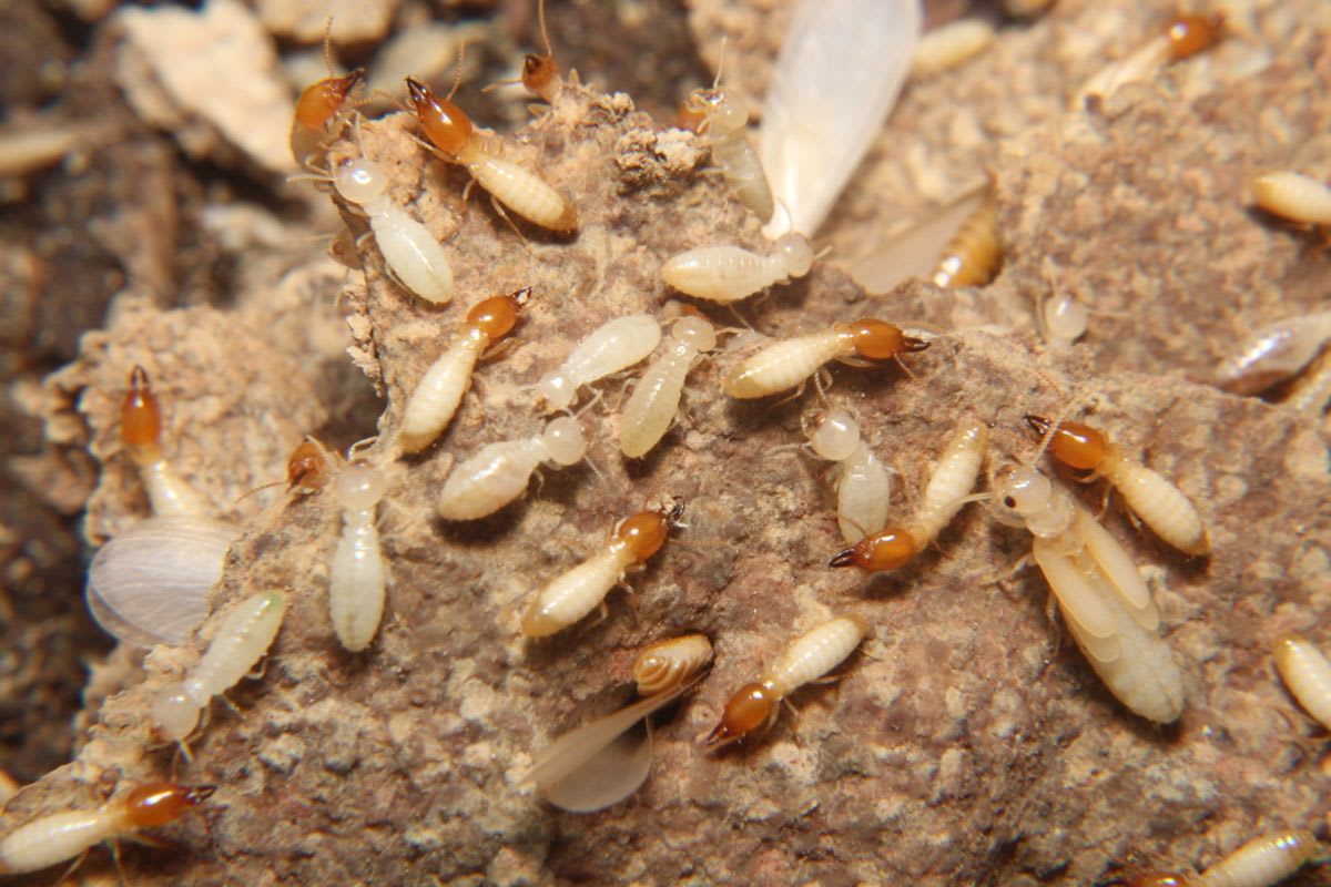 Two Of The Most Destructive Termites Got It On, Sparking Hybrid Threat ...
