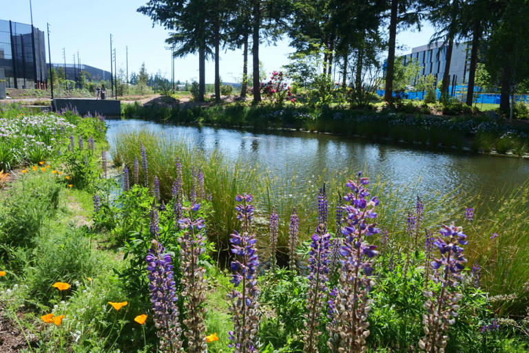 Rebooting Redmond: Microsoft’s new campus reflects ongoing ...