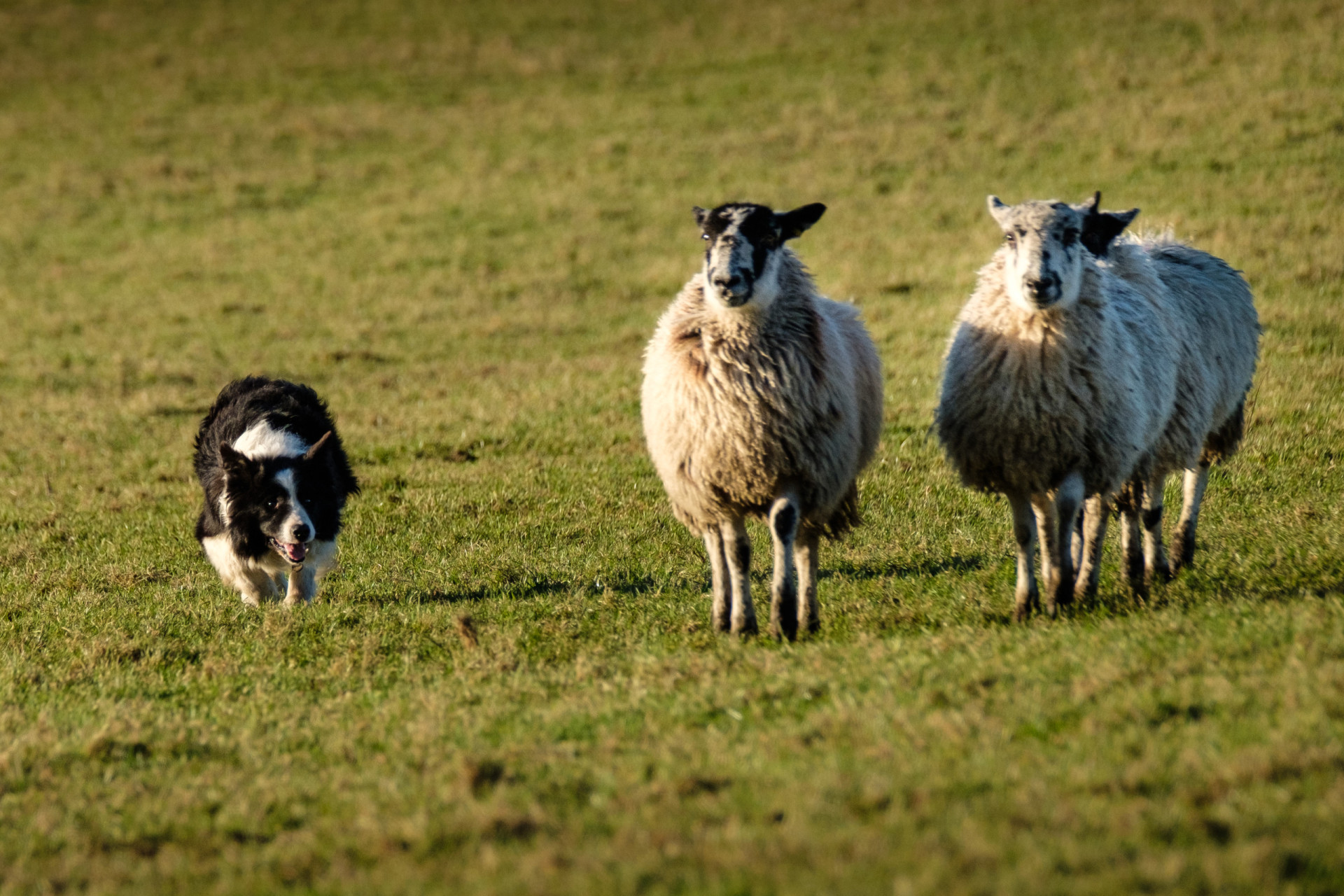 Can animals understand human language?
