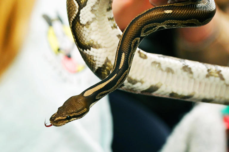 Kids meet Curious Critters