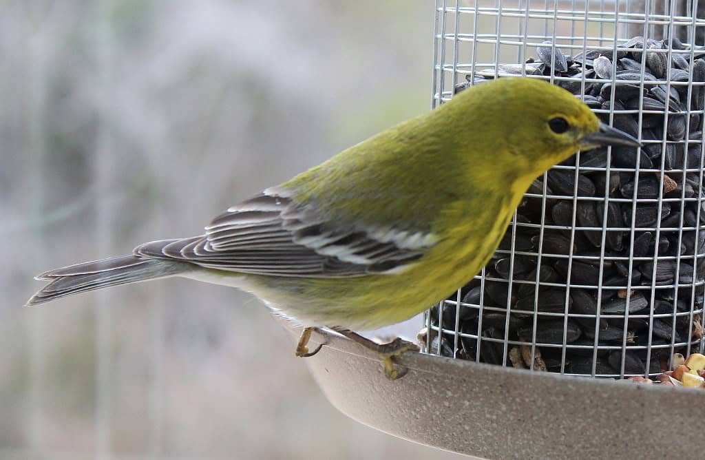 Hawaiian volcanos are spitting out gold when they erupt