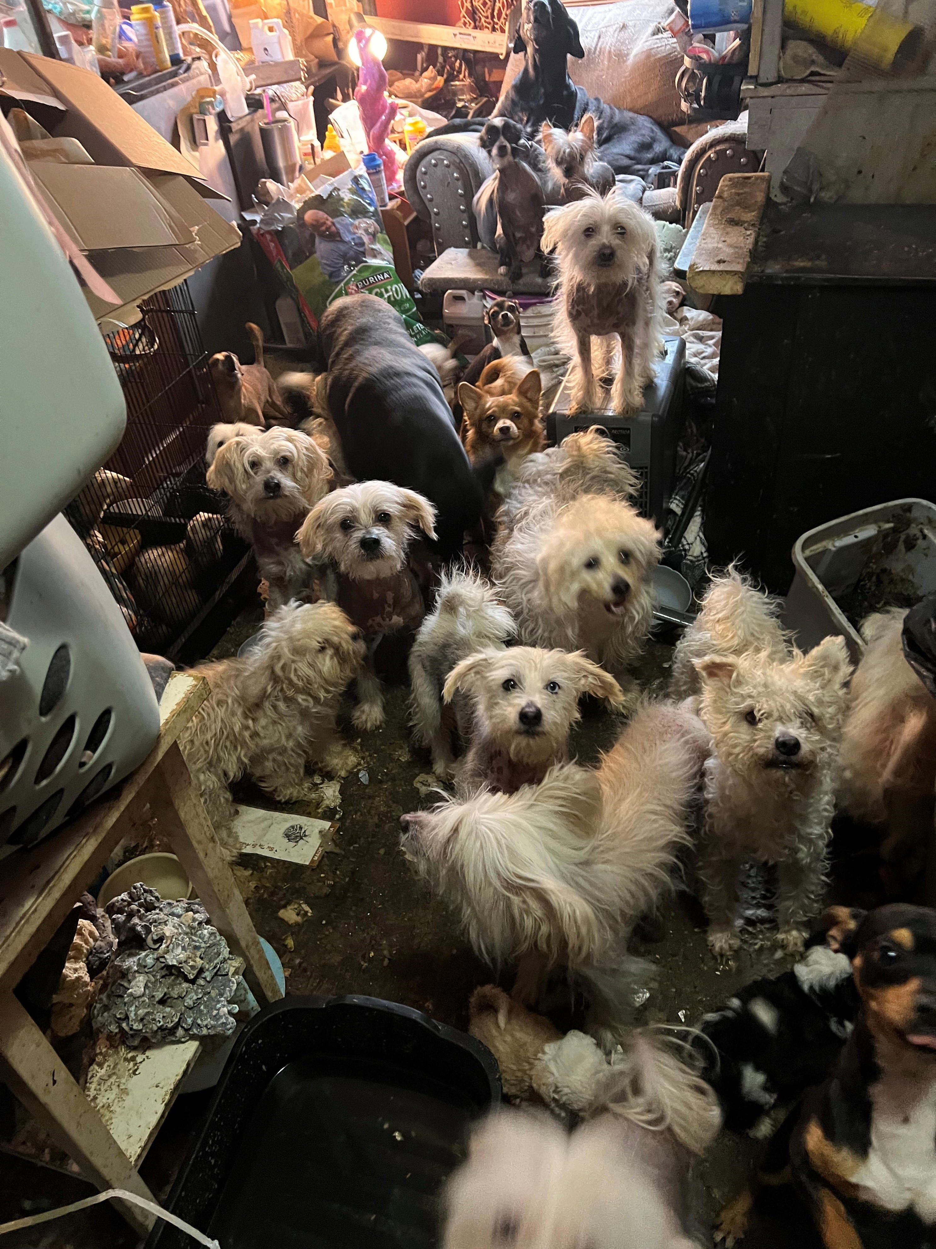Four charged after 38 dogs, 7 ferrets found inside Bethel home filled ...