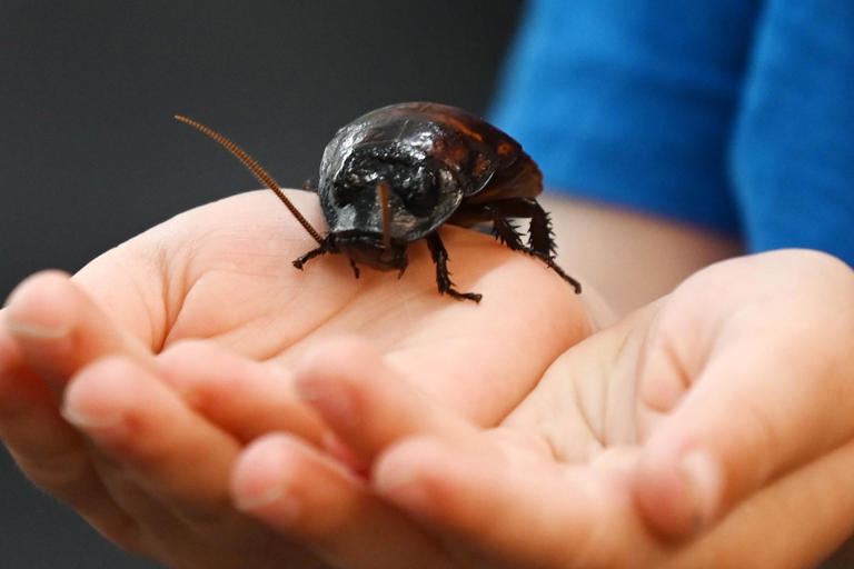 Kids meet Curious Critters