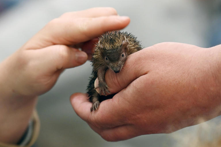Kids meet Curious Critters
